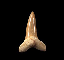 Togo Isurus praecursor tooth | Buried Treasure Fossils