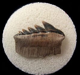 Virginia Notorynchus tooth | Buried Treasure Fossils