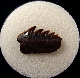 Virginia Red site Notorynchus tooth for sale | Buried Treasure Fossils