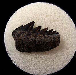 Notorynchus primigenius - Virginia