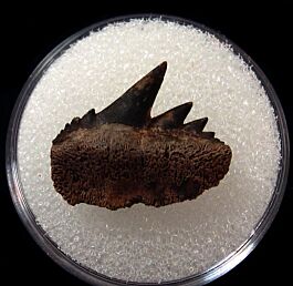 Notorynchus primigenius - Virginia