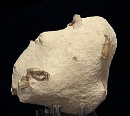 Fossil rabbit mortality piece for sale | Buried Treasure Fossils