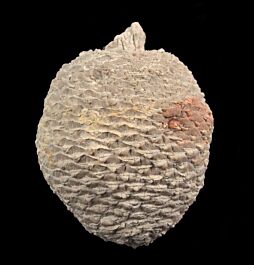 Araucaria mirabilis pine cone for sale | Buried Treasure Fossils