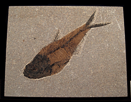 Diplomystus fish | Buried Treasure Fossils