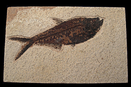 Quality Fossil fish for sale - Diplomystus- wall hanging | Buried ...