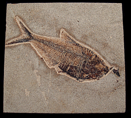 Large Diplomystus Fossil fish for sale | Buried Treasure Fossils