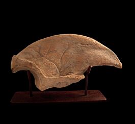 Megatherium sloth claw for sale | Buried Treasure Fossils