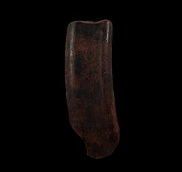 Paramylodon tooth for sale | Buried Treasure Fossils