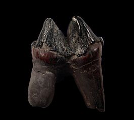 Tapir tooth | Buried Treasure Fossils