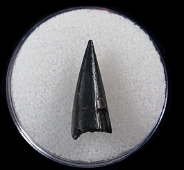 Alligator tooth fossil from Northern Florida | Buried Treasure Fossils