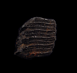 Capybara tooth fossil for sale | Buried Treasure Fossils