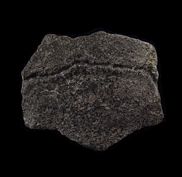 Turtle Shell fossil for sale from Northern Florida | Buried Treasure ...