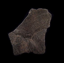 Turtle Shell fossil from Northern Florida | Buried Treasure Fossils