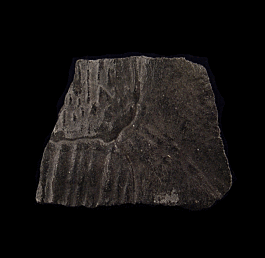 Turtle Shell fossil for sale from Northern Florida | Buried Treasure ...