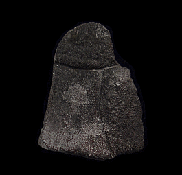 Turtle Shell fossil for sale - Northern Florida | Buried Treasure Fossils