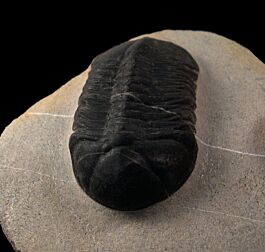 Struveapis trilobite | Buried Treasure Fossils