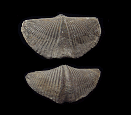 Mucrospirifer thedfordensis | Buried Treasure Fossils