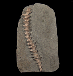 Archimedes sp. Bryozoan | Buried Treasure Fossils