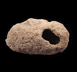 Leptopius duponti - fossil Weevil cocoon | Buried Treasure Fossils