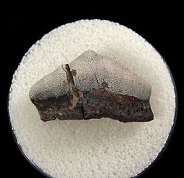 Agassizodus tooth for sale | Buried Treasure Fossils