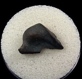 Deltodus tooth | Buried Treasure Fossils