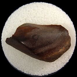 Extra large Sandalodus tooth for sale | Buried Treasure Fossils