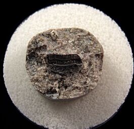 Cochliodus vanhorni tooth | Buried Treasure Fossils