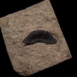 Symmorium tooth base for sale | Buried Treasure Fossils