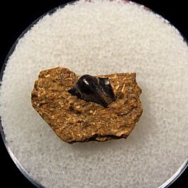 Deltoptychius tooth for sale | Buried Treasure Fossils