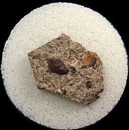 Helodus didymus tooth | Buried Treasure Fossils