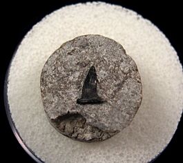 Excellent Symmorium reniforme tooth for sale | Buried Treasure Fossils