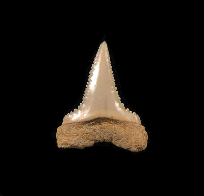 Carcharodon Carcharias Teeth
