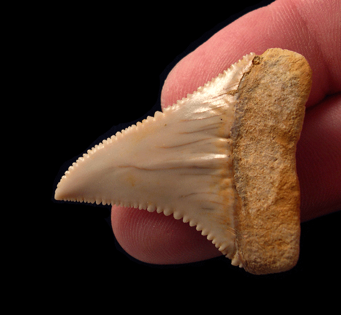 Carcharodon Carcharias Teeth