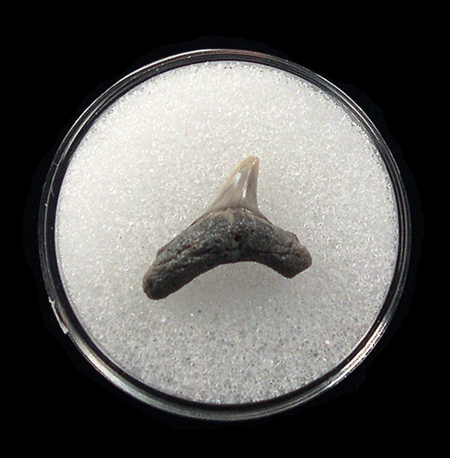 Thresher Shark Tooth