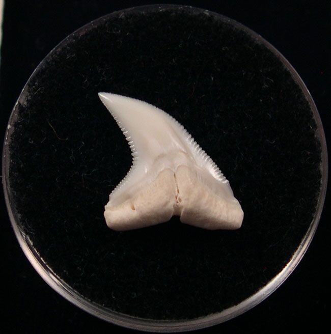 Dusky Shark Teeth