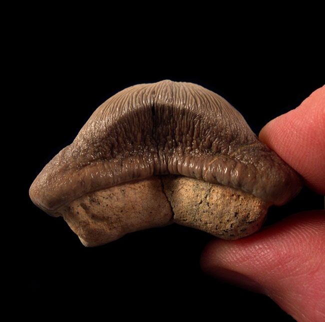 Puffer Fish Teeth Fossil