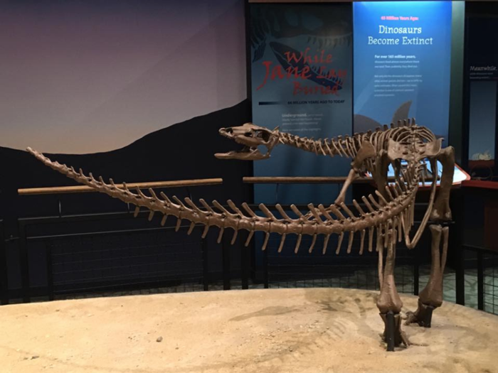 Stethacanthus Skeleton