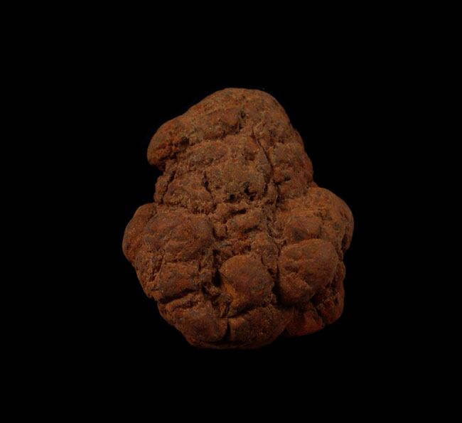 Coprolite Fossil