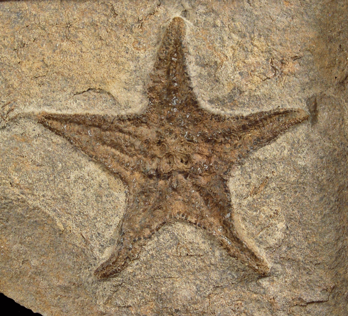 Starfish Teeth