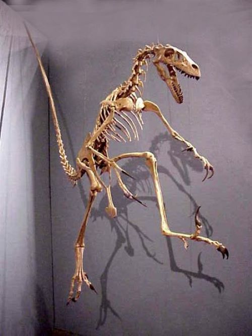 Fossil Jaw Dinosaur Fossil Replica - Jurassic Park Style Ancient Relic ...