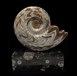 Real Copper-red Isurus retroflexus tooth for sale | Buried Treasure Fossils