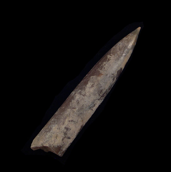 Belemnites for sale: BuriedTreasureFossils