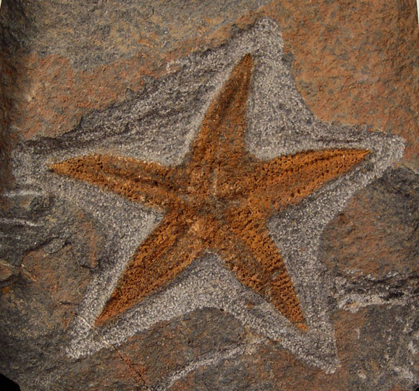 Fossil starfish for sale: BuriedTreasureFossils