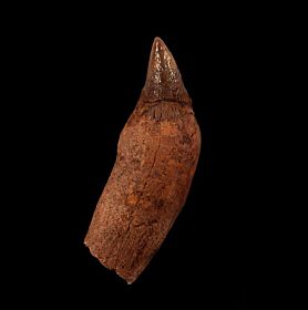 Fossil whale teeth & fossils for sale | Buried Treasure Fossils