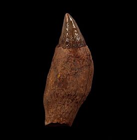 Fossil whale teeth & fossils for sale | Buried Treasure Fossils