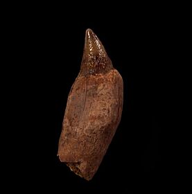 Fossil whale teeth & fossils for sale | Buried Treasure Fossils