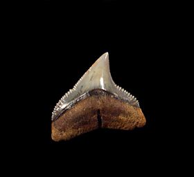 Bull Shark Teeth for Sale | Buried Treasure Fossils