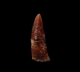 Dolphin teeth & fossils for sale | Buried Treasure Fossils