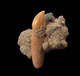 Dolphin teeth & fossils for sale | Buried Treasure Fossils