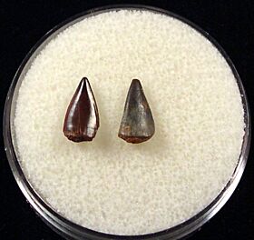 Sumatran Barracuda tooth for sale | Buried Treasure Fossils